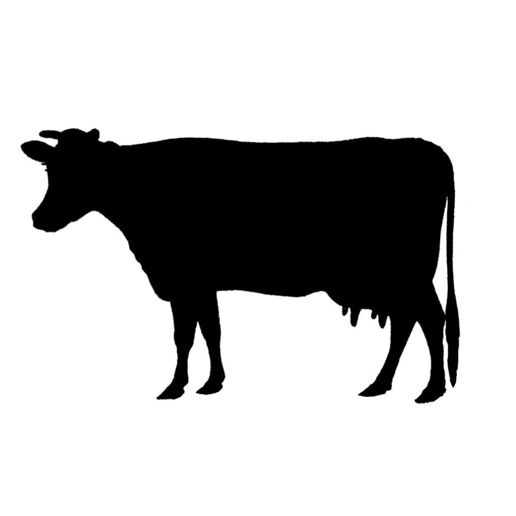 Milking and Cheese Tour – Duck River Meadows Dairy
